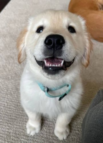 15 Adorable Pictures Of Happy Golden Retrievers In The Smile Challenge ...