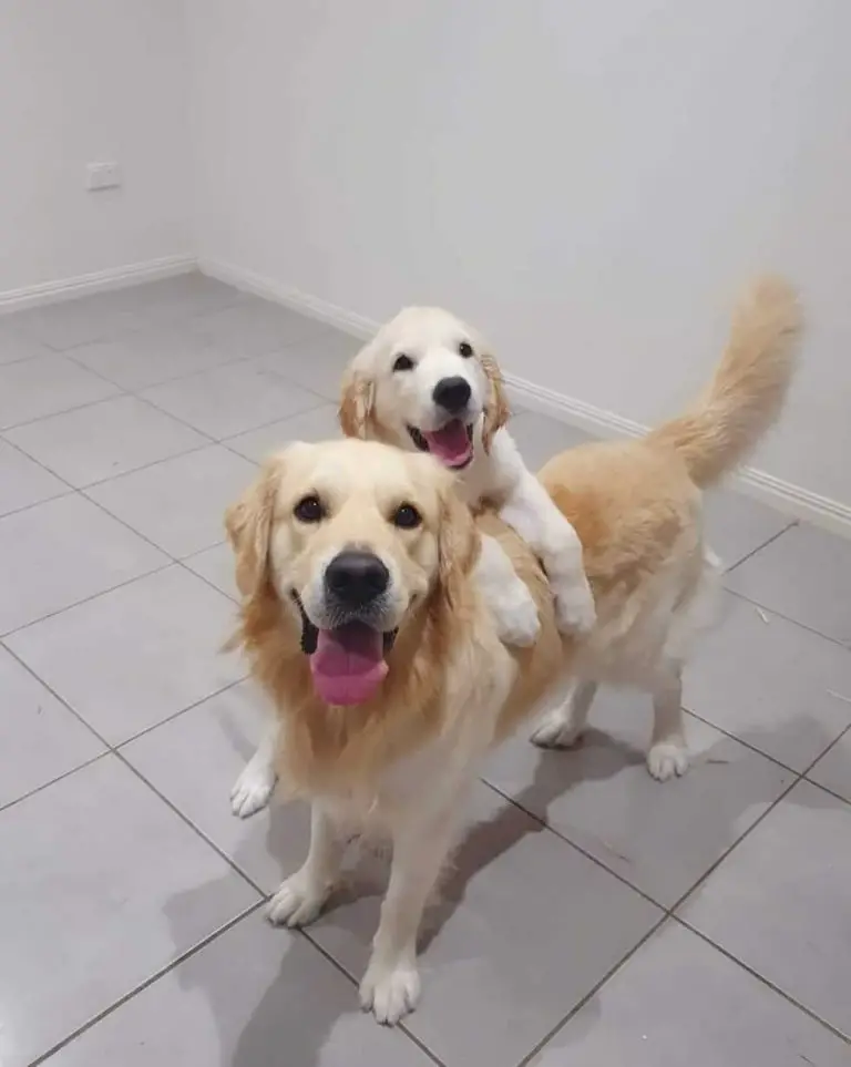 15 Adorable Pictures Of Happy Golden Retrievers In The Smile Challenge ...