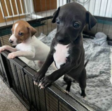 15 Photos Of Italian Greyhound Puppies That Make Everyone Fall In Love ...