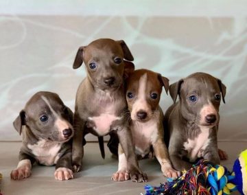 15 Photos Of Italian Greyhound Puppies That Make Everyone Fall In Love ...