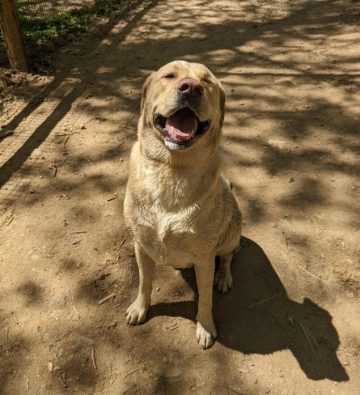 15 Funny Pictures Of Labrador Retrievers With Happy Smiles ...