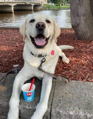 15 Funny Pictures Of Labrador Retrievers With Happy Smiles ...