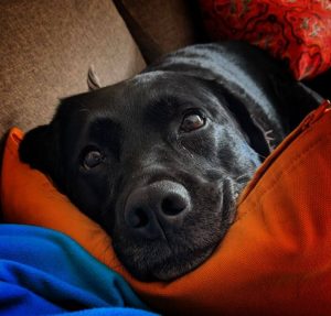 15 Funny Pictures Of Labrador Retrievers With Happy Smiles ...