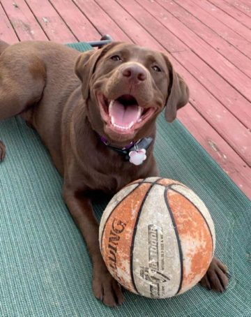 15 Funny Pictures Of Labrador Retrievers With Happy Smiles ...