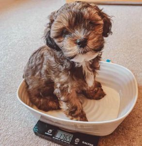 15 Photos Of Lhasa Apso Puppies That Make Everyone's Heart Melt ...
