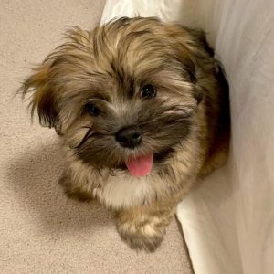 15 Photos Of Lhasa Apso Puppies That Make Everyone's Heart Melt ...