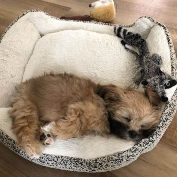 15 Photos Of Lhasa Apso Puppies That Make Everyone's Heart Melt ...