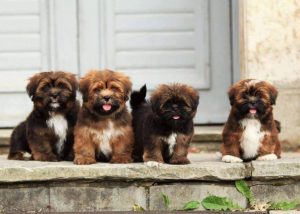 15 Photos Of Lhasa Apso Puppies That Make Everyone's Heart Melt - ilovedogscute.com