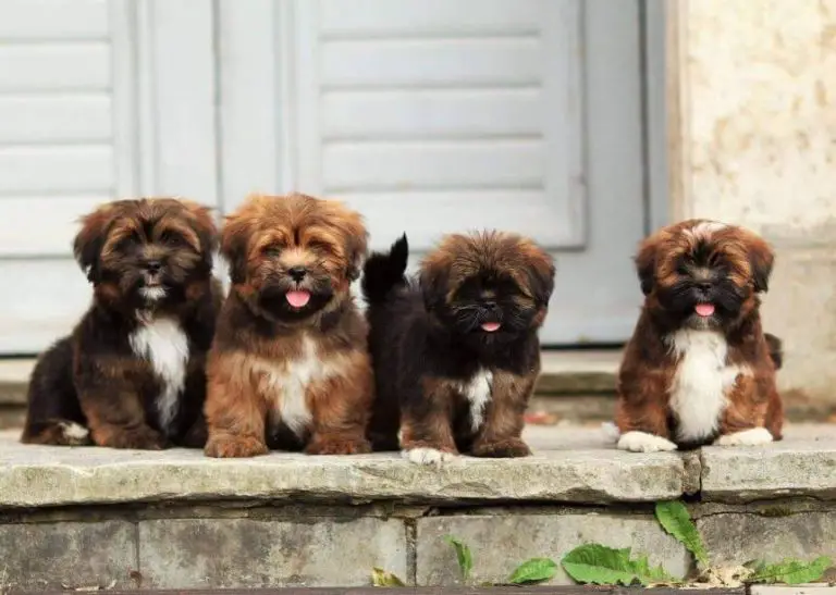 15 Photos Of Lhasa Apso Puppies That Make Everyone's Heart Melt ...