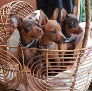 15 Photos Of Miniature Pinscher Puppies That Make Everyone Fall In Love ...