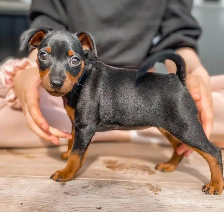 15 Photos Of Miniature Pinscher Puppies That Make Everyone Fall In Love ...