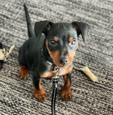 15 Photos Of Miniature Pinscher Puppies That Make Everyone Fall In Love ...