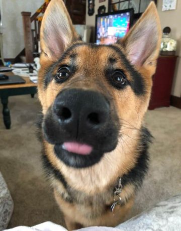 15 Funny Pictures Of Adult German Shepherds With Puppy Eyes ...