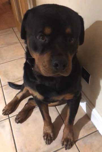 15 Funny Pictures Of Adult Rottweilers With Puppy Eyes - ilovedogscute.com