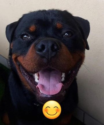 15 Adorable Pictures Of Rottweilers With Sweet Smiles - ilovedogscute.com