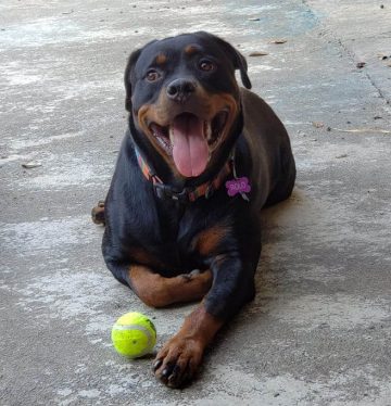 15 Adorable Pictures Of Rottweilers With Sweet Smiles - ilovedogscute.com
