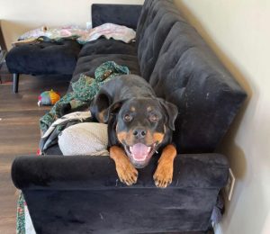 15 Adorable Pictures Of Rottweilers With Sweet Smiles - ilovedogscute.com