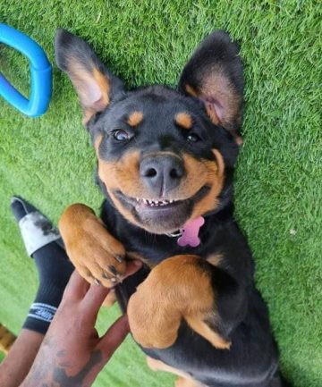 15 Adorable Pictures Of Rottweilers With Sweet Smiles - ilovedogscute.com