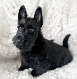 15 Adorable Photos Of Scottish Terrier Puppies With Pure Beauty ...