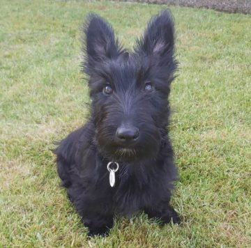 15 Adorable Photos Of Scottish Terrier Puppies With Pure Beauty ...