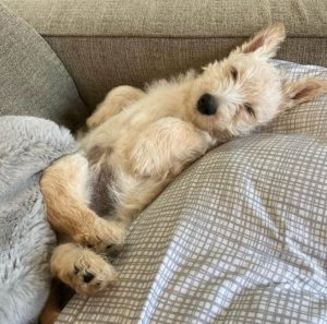 15 Adorable Photos Of Scottish Terrier Puppies With Pure Beauty ...