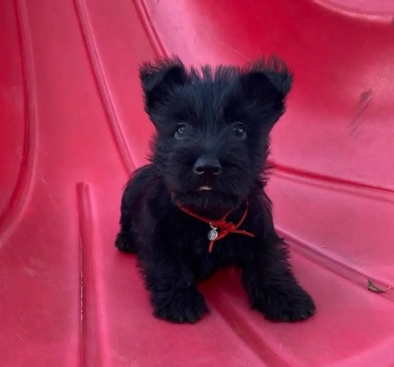 15 Adorable Photos Of Scottish Terrier Puppies With Pure Beauty ...
