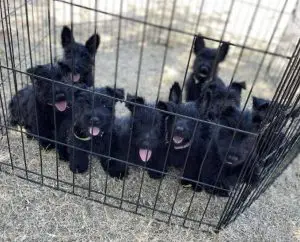 15 Adorable Photos Of Scottish Terrier Puppies With Pure Beauty ...