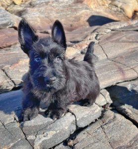 15 Adorable Photos Of Scottish Terrier Puppies With Pure Beauty ...