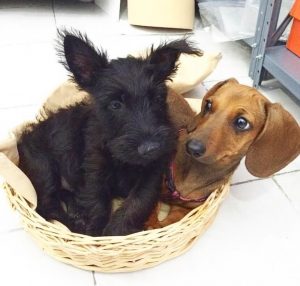 15 Adorable Photos Of Scottish Terrier Puppies With Pure Beauty ...