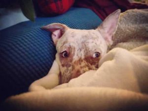 15 Funny Pictures Of Dogs In The Side Eye Challenge - ilovedogscute.com