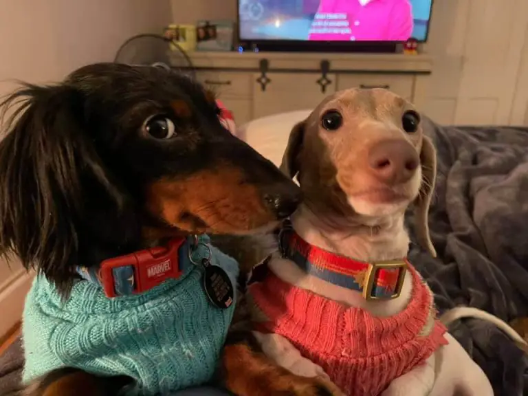 15 Funny Pictures Of Dogs In The Side Eye Challenge - ilovedogscute.com