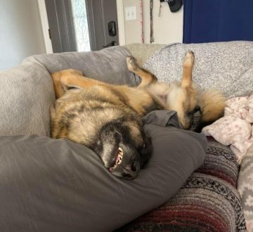 15 Adorable Pictures Of Sleeping German Shepherds - ilovedogscute.com