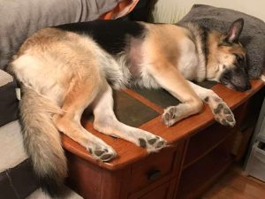 15 Adorable Pictures Of Sleeping German Shepherds - ilovedogscute.com