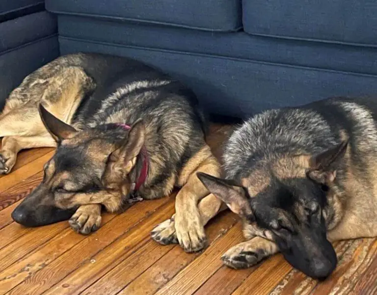 15 Adorable Pictures Of Sleeping German Shepherds - ilovedogscute.com
