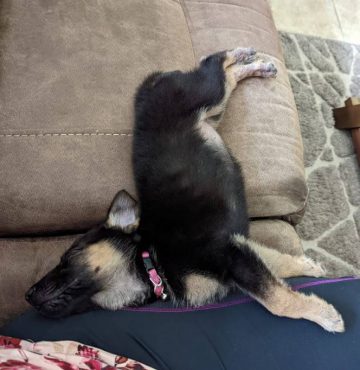 15 Adorable Pictures Of Sleeping German Shepherds - ilovedogscute.com