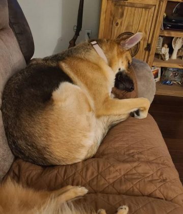 15 Adorable Pictures Of Sleeping German Shepherds - ilovedogscute.com