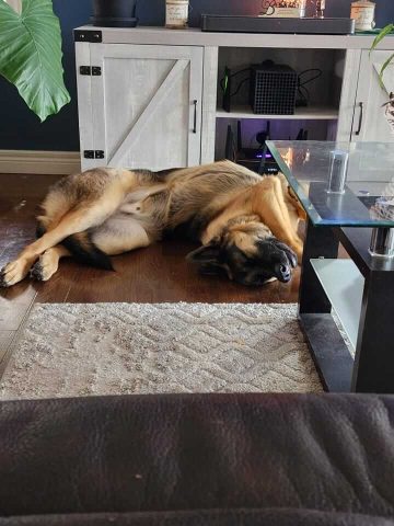 15 Adorable Pictures Of Sleeping German Shepherds - ilovedogscute.com