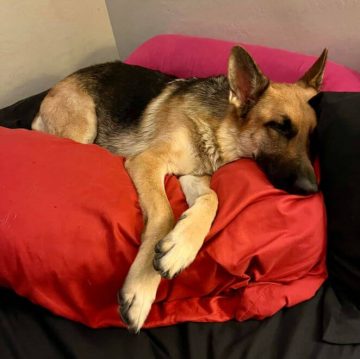 15 Adorable Pictures Of Sleeping German Shepherds - ilovedogscute.com