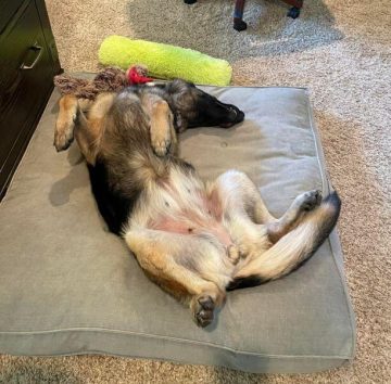 15 Adorable Pictures Of Sleeping German Shepherds - ilovedogscute.com