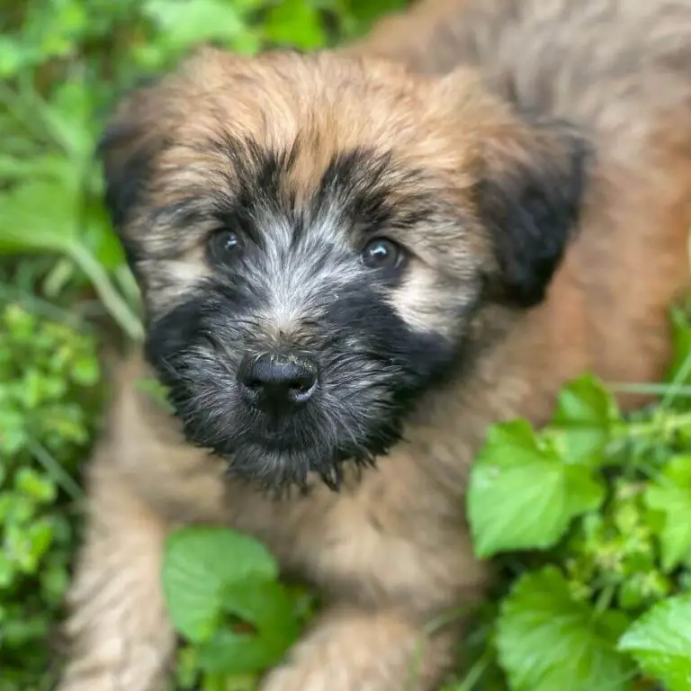 15 Adorable Photos Of Soft Coated Wheaten Terrier Puppies With Pure ...
