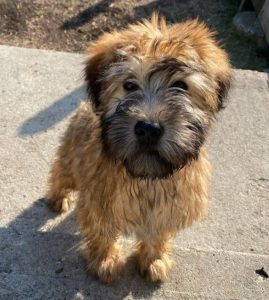 15 Adorable Photos Of Soft Coated Wheaten Terrier Puppies With Pure ...