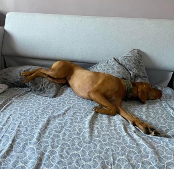 15 Funny Pictures of Vizslas With Unique Sleeping Positions ...