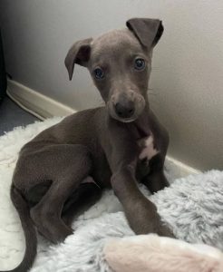 15 Photos Of Adorable Whippet Puppies That Make Everyone Fall In Love ...
