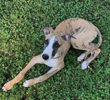 15 Photos Of Adorable Whippet Puppies That Make Everyone Fall In Love ...