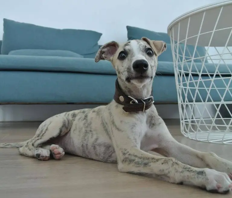 15 Photos Of Adorable Whippet Puppies That Make Everyone Fall In Love ...