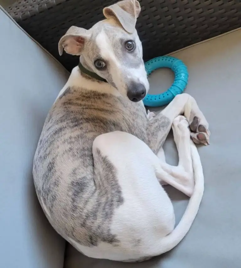 15 Photos Of Adorable Whippet Puppies That Make Everyone Fall In Love ...