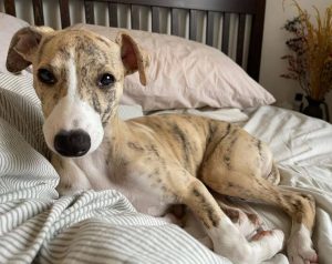 15 Photos Of Adorable Whippet Puppies That Make Everyone Fall In Love ...