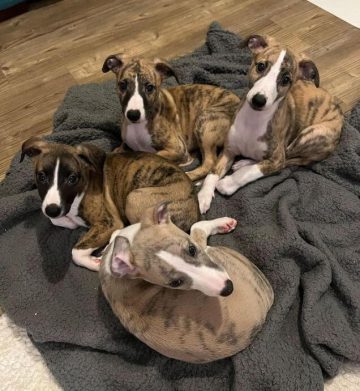 15 Photos Of Adorable Whippet Puppies That Make Everyone Fall In Love ...