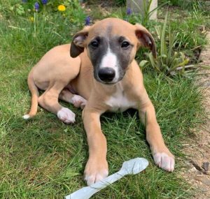 15 Photos Of Adorable Whippet Puppies That Make Everyone Fall In Love ...