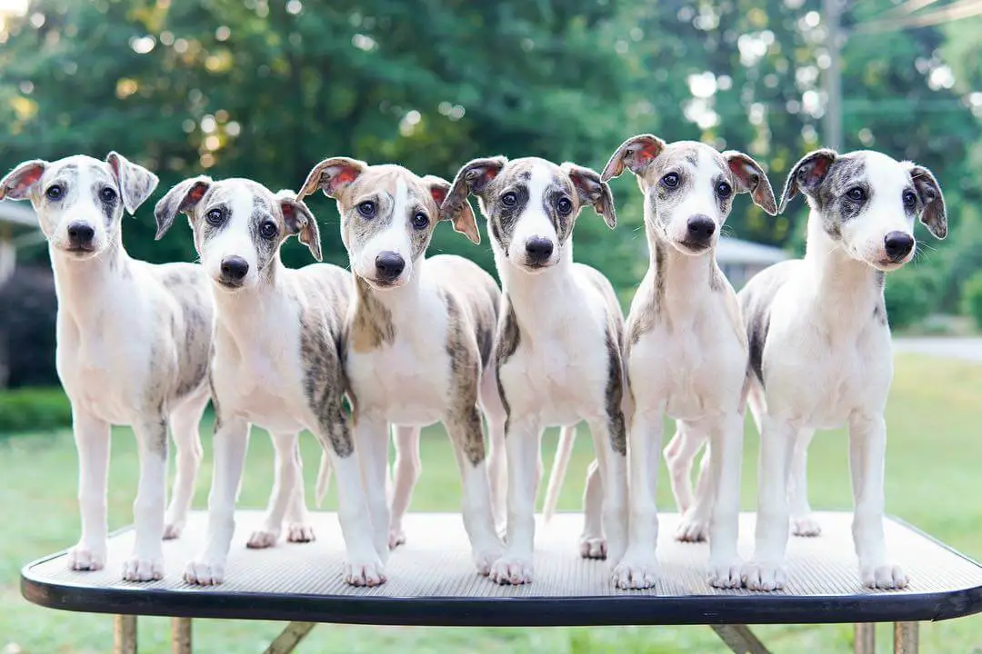 15 Photos Of Adorable Whippet Puppies That Make Everyone Fall In Love ...